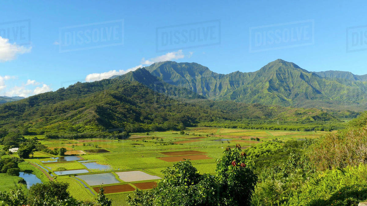 Pan, Hanalei Valley Lookout, Taro fields, Kauai, Hawaii - Stock Photo ...