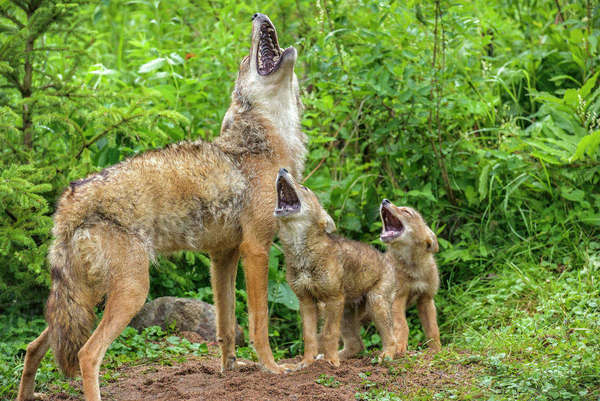 USA, Minnesota, Sandstone, Minnesota Wildlife Connection. Coyote mother ...