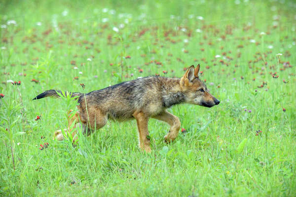 USA, Minnesota, Sandstone, Minnesota Wildlife Connection. Grey wolf pup ...