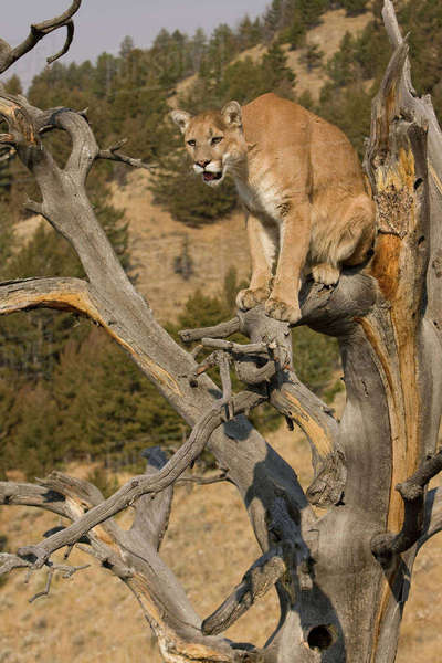 Mountain Lion, aka puma, cougar; Puma concolor, Captive wildlife model ...