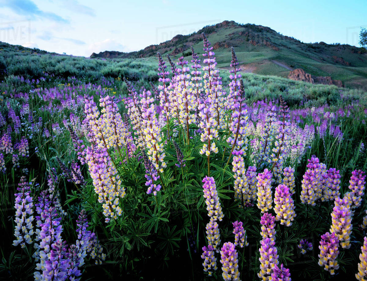 JARBIDGE WILDERNESS, NEVADA. USA. Spur lupine (Lupinus arbustus ...