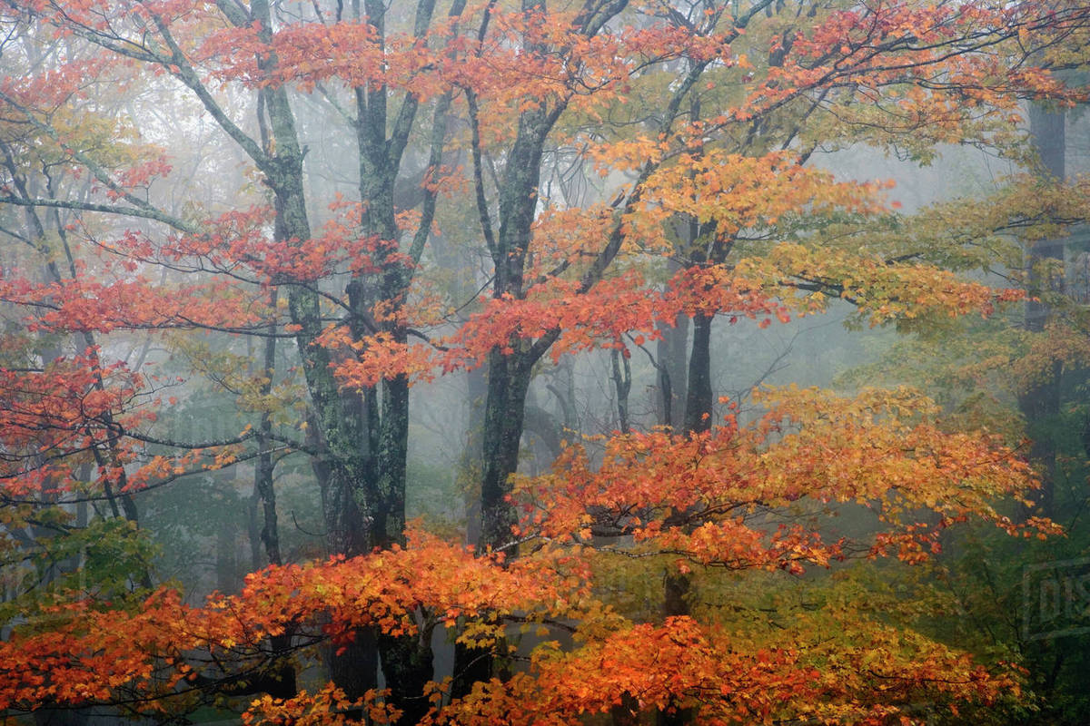 Red Maple tree, Acer rubrum, portrait in foggy forest, Pisgah National ...