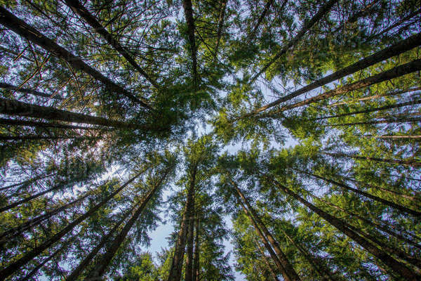Looking up in a forest of fir trees, Oregon, USA. - Stock Photo - Dissolve