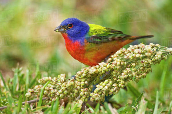 Painted Bunting (Passerina citria) adult male in breeding plumage ...