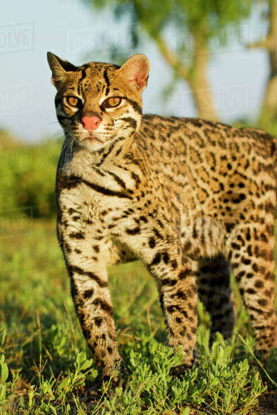 Ocelot (Felis pardalis) endangered species, captive animal. - Stock ...
