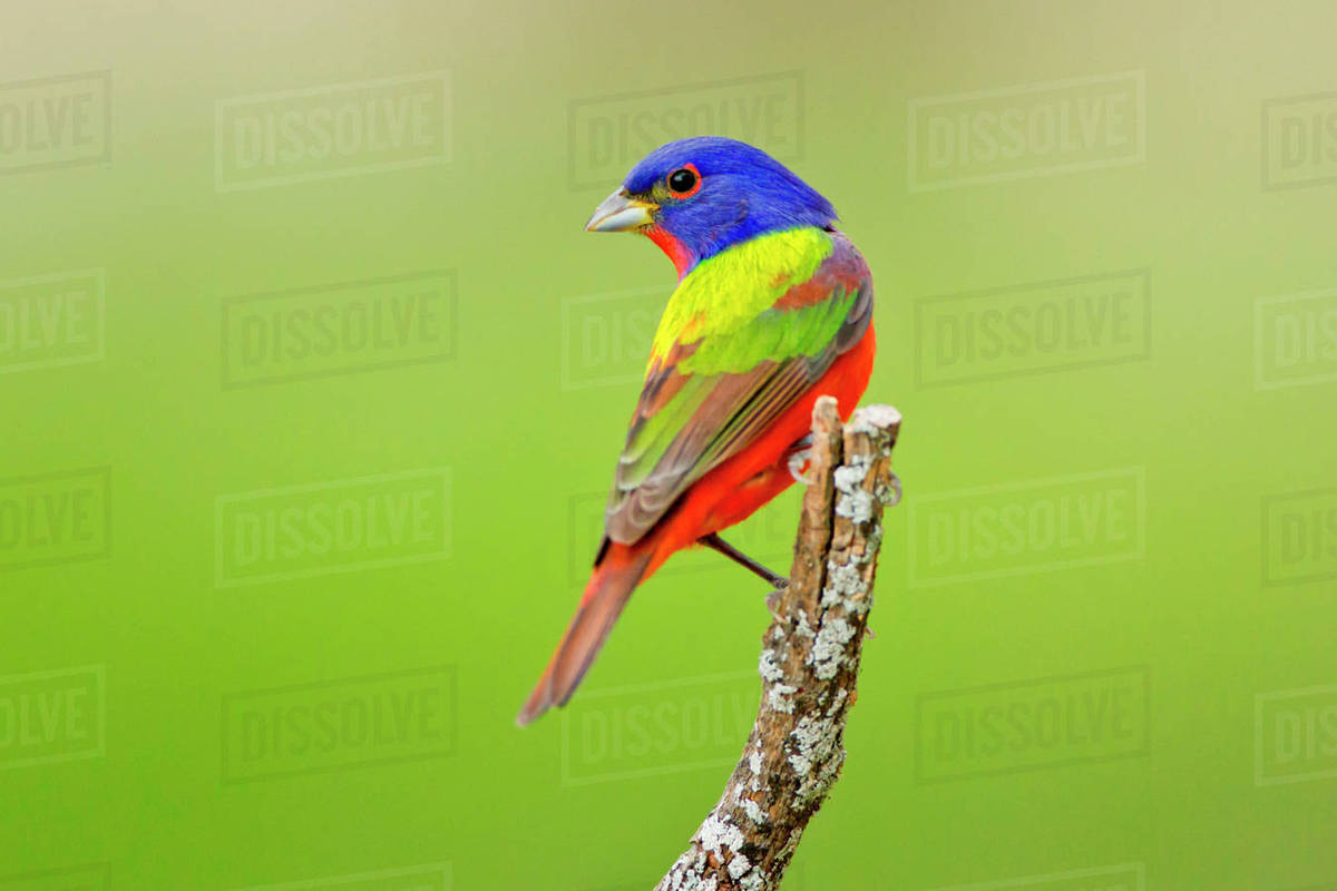 Painted Bunting (Passerina ciris) male perched. - Stock Photo - Dissolve