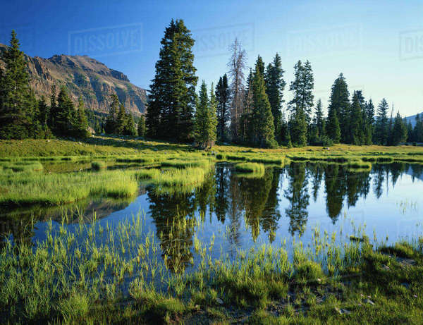 USA, Utah, Wasatch National Forest, High Uintas Wilderness, Trees and ...