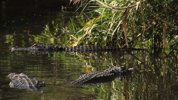 Alligators in swamp at Alligator Farm, St. Augustine, Florida - HD ...