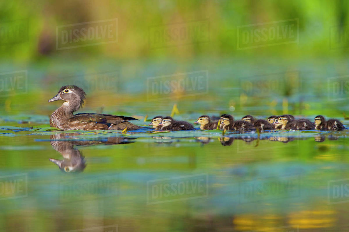 USA, Washington State, Wood Duck,female, ducklings, swimming. - Stock ...