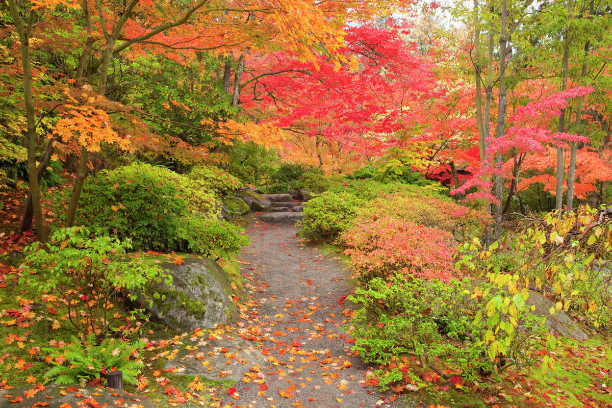 WA, Seattle, Washington Park Arboretum, Japanese Garden, with autumn ...