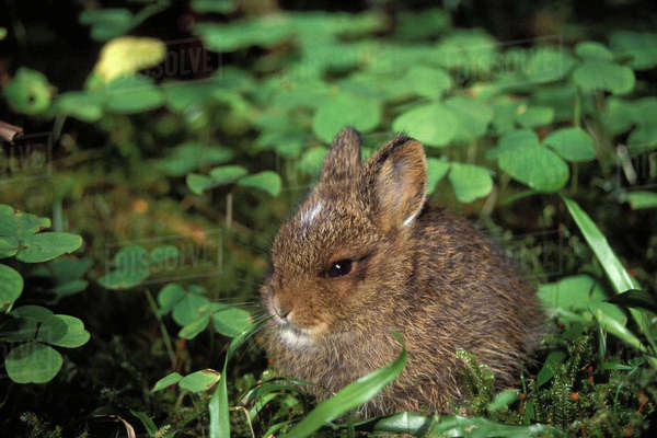 Pygmy rabbit, Brachylagus idahoensis, in the rainforest of Olympic ...
