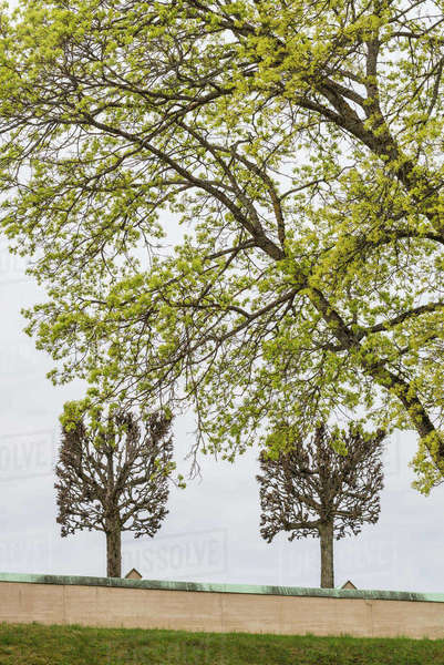 Sweden, Stockholm, trees, early spring - Royalty-free Stock Photo ...
