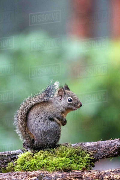 Douglas Squirrel standing on a log. - Royalty-free Stock Photo | Dissolve