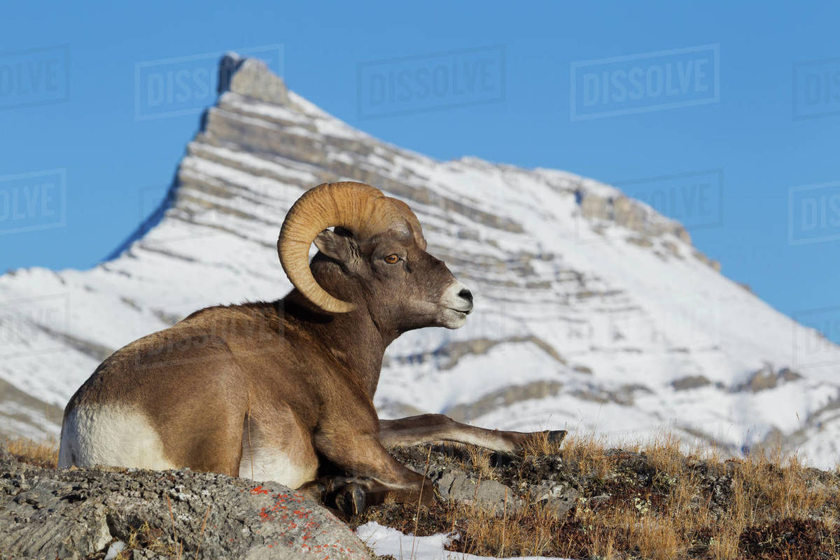 Rocky Mountain bighorn sheep ram, resting in the alpine country ...