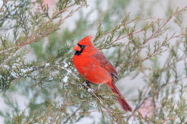 Northern cardinal male in red cedar tree in winter snow, Marion County ...