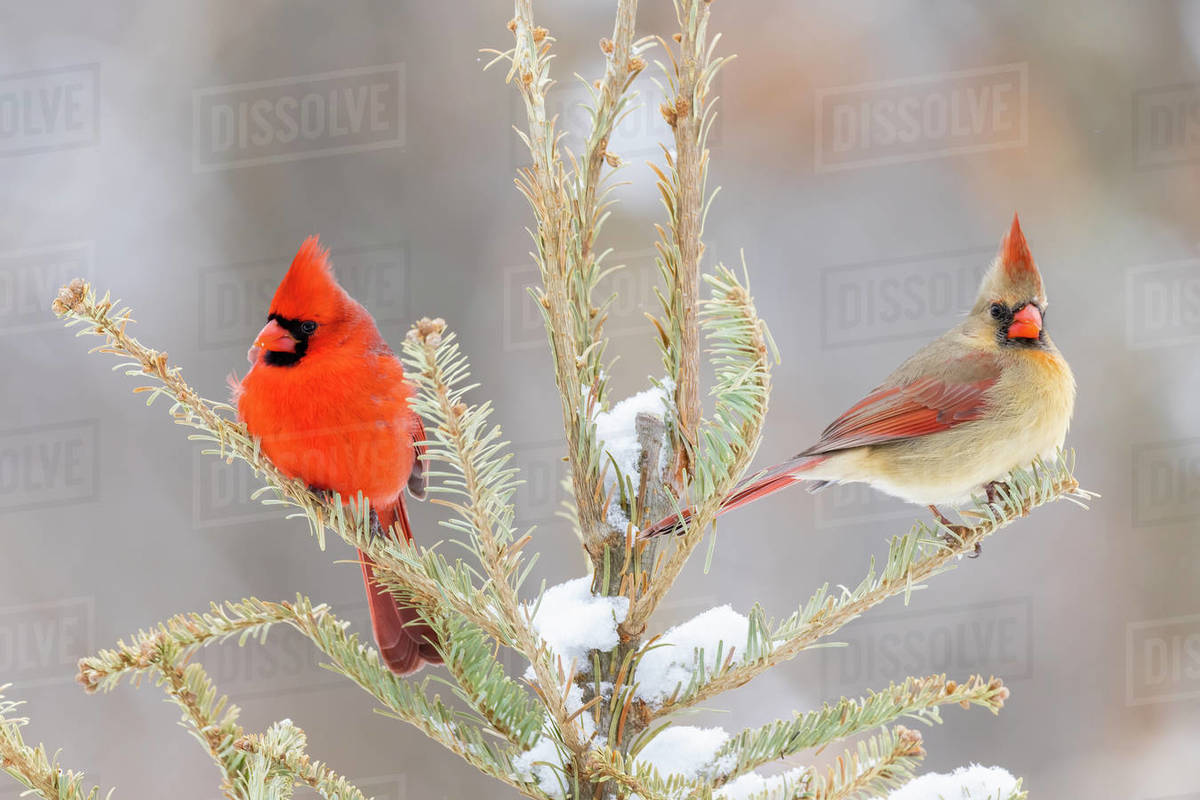 Northern cardinal male and female in snowy spruce tree, Marion County ...