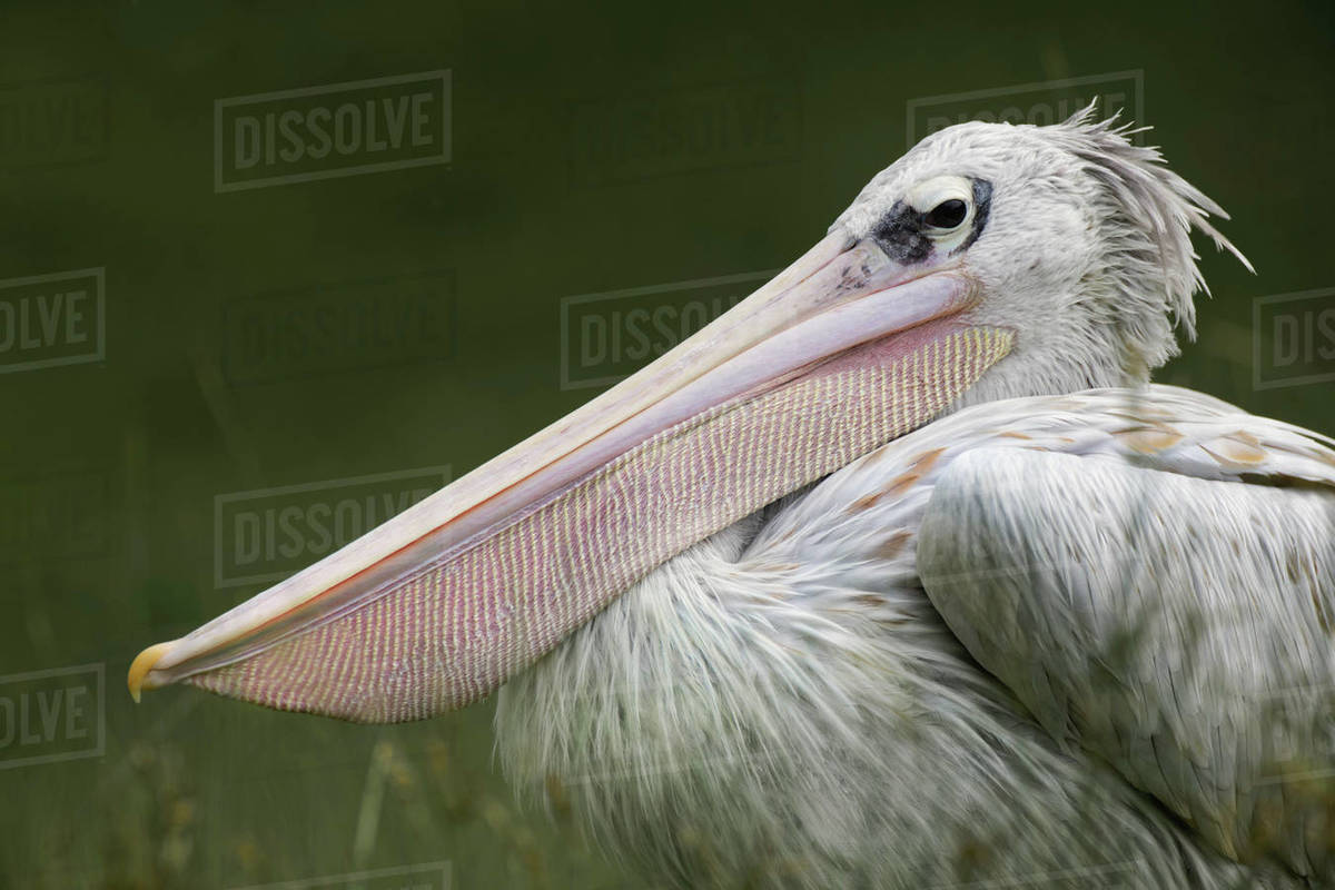 Pink-backed Pelican - Royalty-free Stock Photo | Dissolve