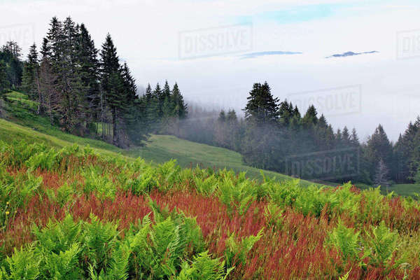 Foggy view of grasses and ferns, Dolason Prairie - Royalty-free Stock ...