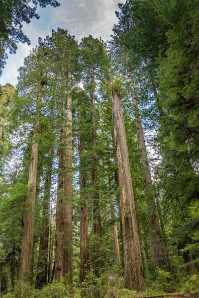 USA, California, Jedediah Smith Redwoods State Park. Landscape with ...