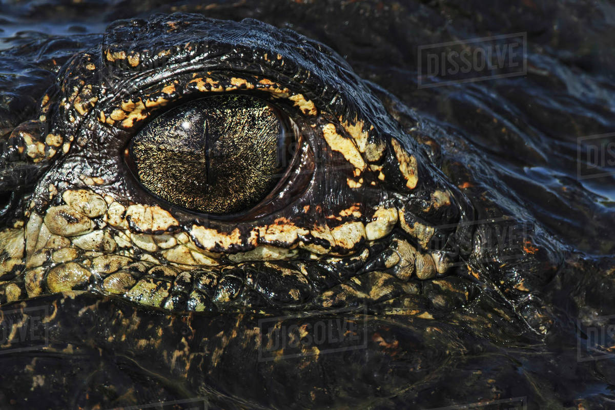 American alligator eyeball close-up from eye level with water, Myakka ...