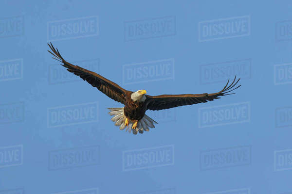 Bald eagle flying, Florida - Royalty-free Stock Photo | Dissolve