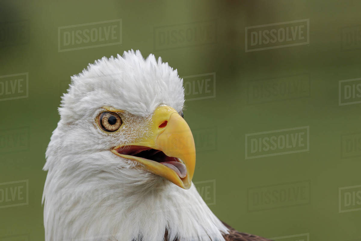 Bald eagle, Florida - Stock Photo - Dissolve