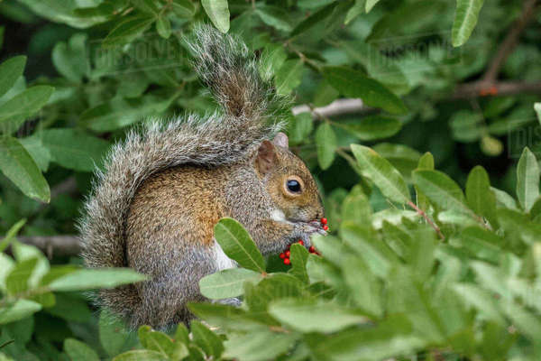 Eastern gray squirrel, Merritt Island National Wildlife Refuge, Florida ...