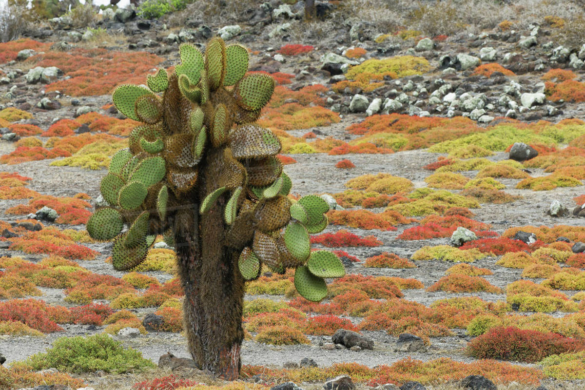 Carpet weed along with Opuntia prickly pear cactus, South Plaza Island ...