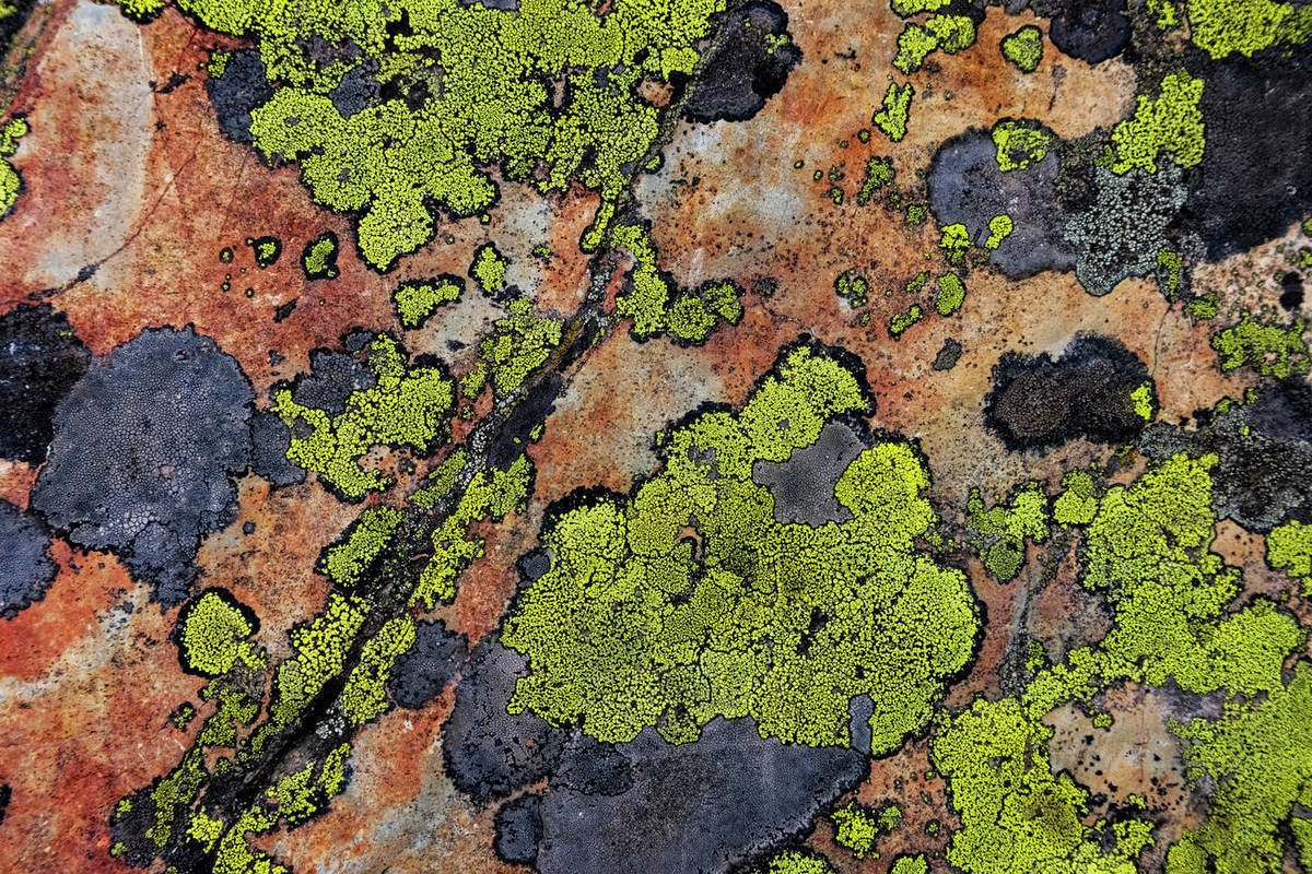 Colorful lichen patterns on rocks along McDonald Creek in Glacier ...