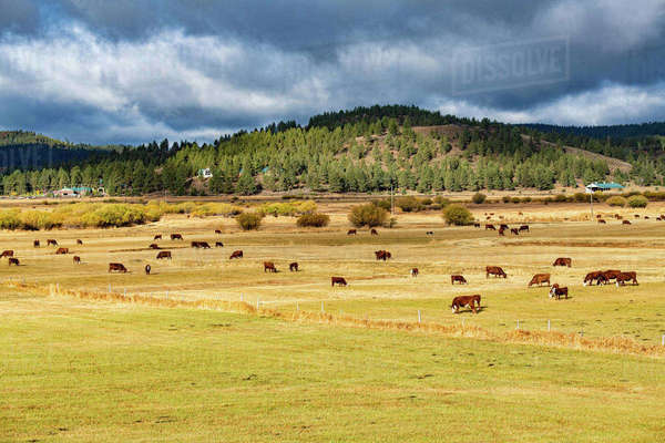 USA, Oregon. Burns. Grazing cattle - Royalty-free Stock Photo | Dissolve