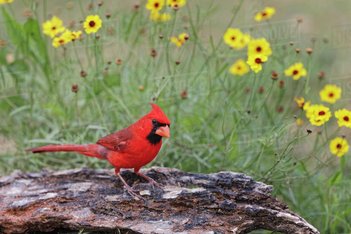 Male Northern Cardinal and flowers. Rio Grande Valley, Texas - Royalty ...