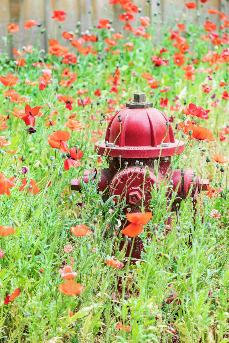 Castroville, Texas, USA. Poppies and fire hydrant in the Texas Hill ...