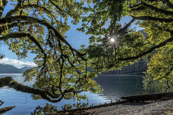 USA, Washington State, Olympic National Park. Alder tree branches ...
