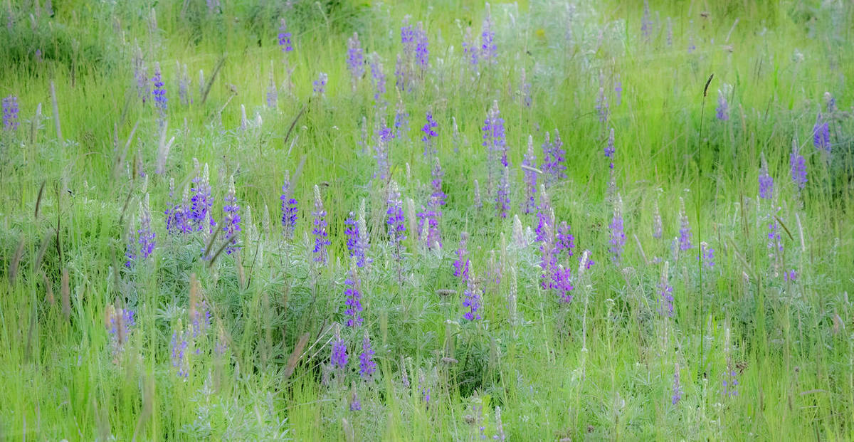 USA, Washington State, Colfax. Palouse field of grass and lupine ...