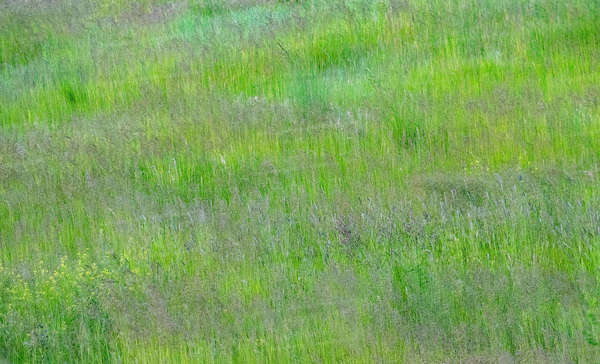 USA, Washington State, Palouse, Eastern Washington. Green grass field ...