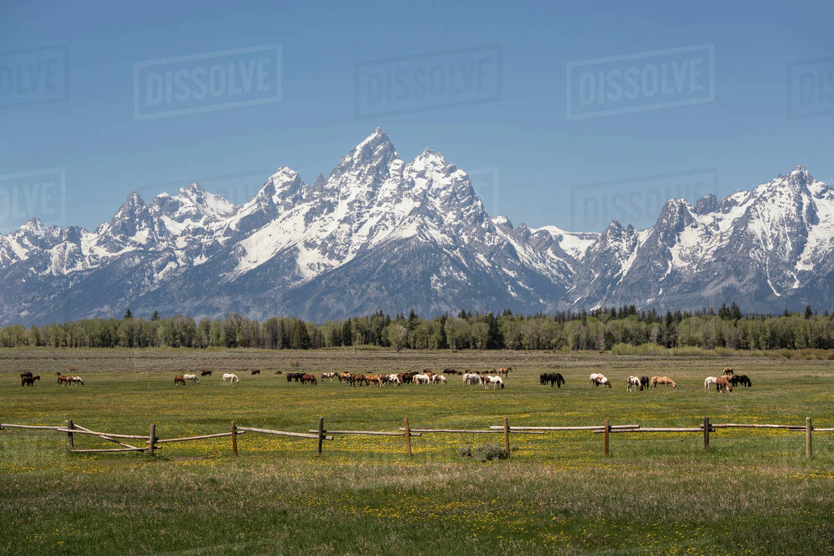 USA, Wyoming, Grand Teton National Park. Field of horses and Grand ...