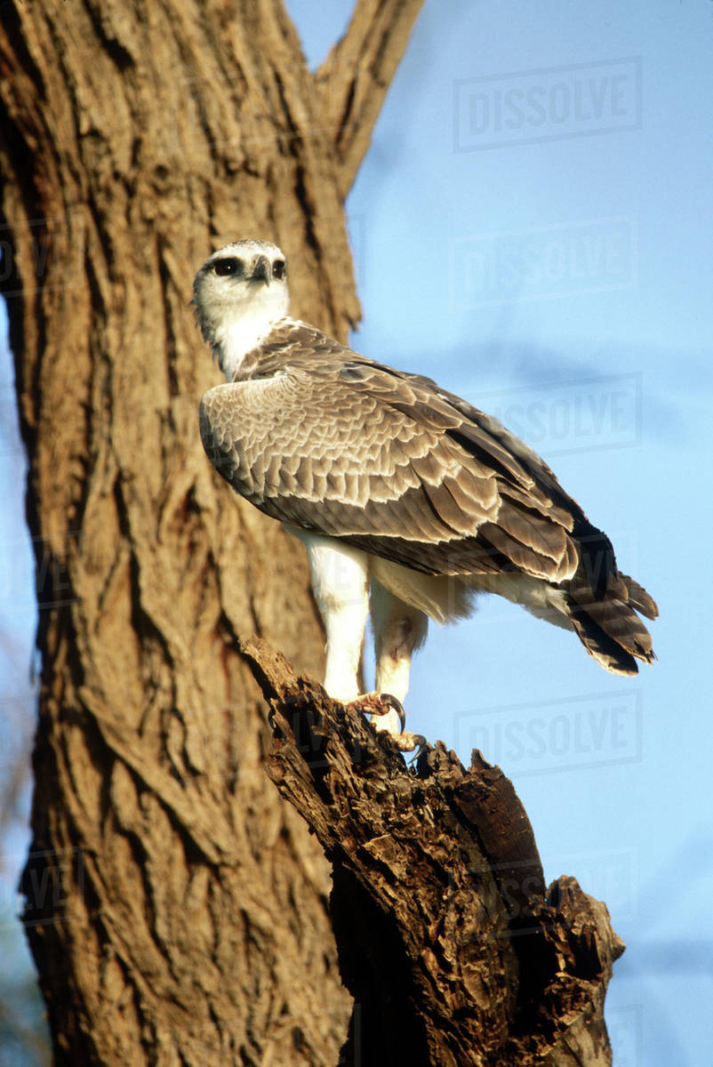 Kenya, Samburu national wildlife preserve, immature Martial eagle ...