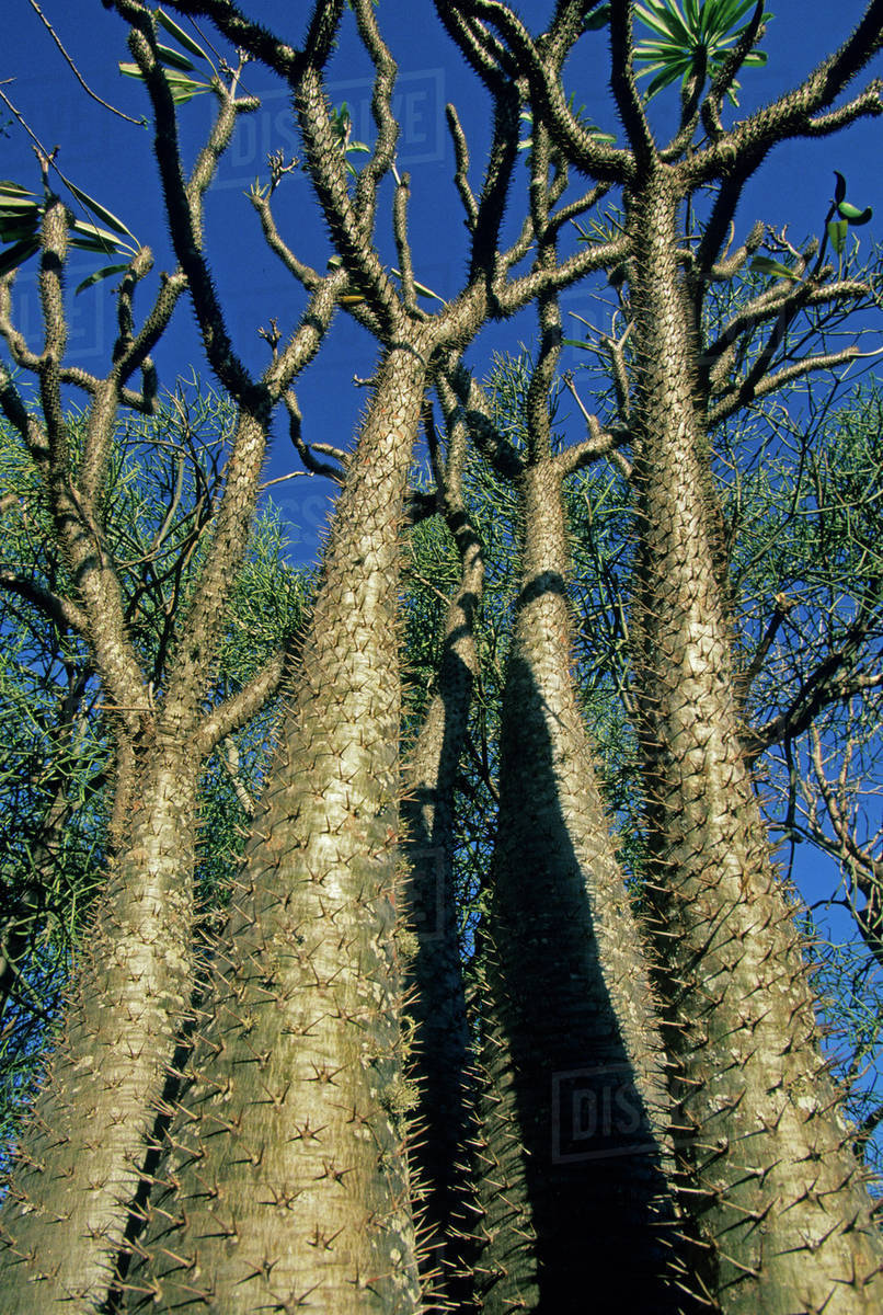 Bottle Tree, (Pachypodium lamerei), Spiny Desert, SW Madagascar ...