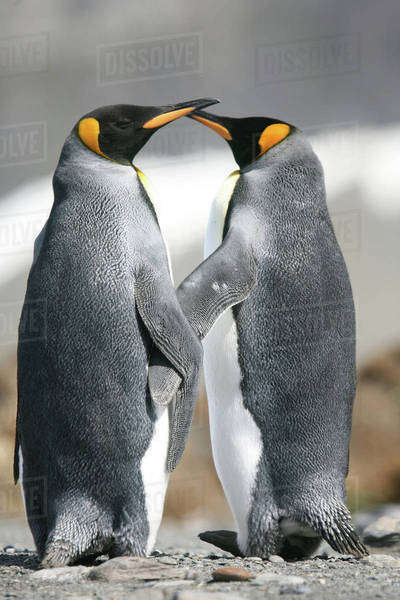 A pair of king penguins seal their pair bond as part of their mating ...