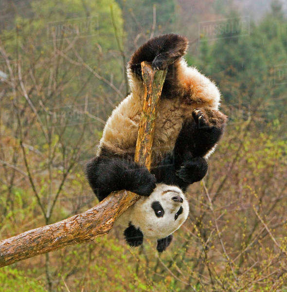 Wolong Panda Reserve, China, 2 1/2 yr old panda upside down on tree ...