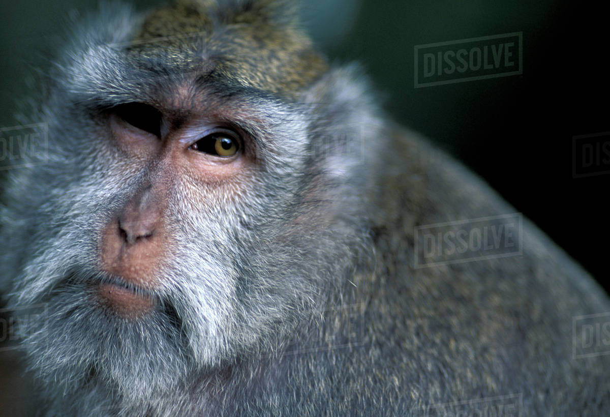 Asia, Indonesia, Bali, Ubud. Long-tailed macaques in Sacred Monkey ...