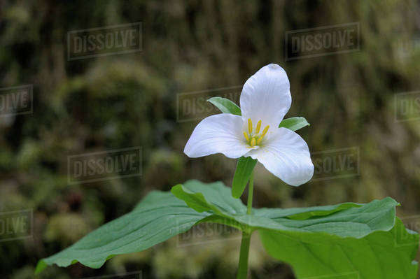 Canada, British Columbia, Vancouver Island. Western Trillium (Trillium ...