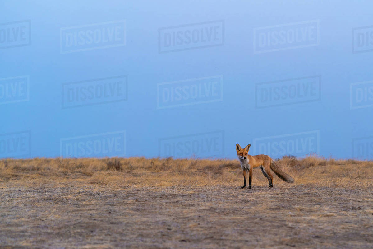 The cute red fox standing on the field - Stock Photo - Dissolve
