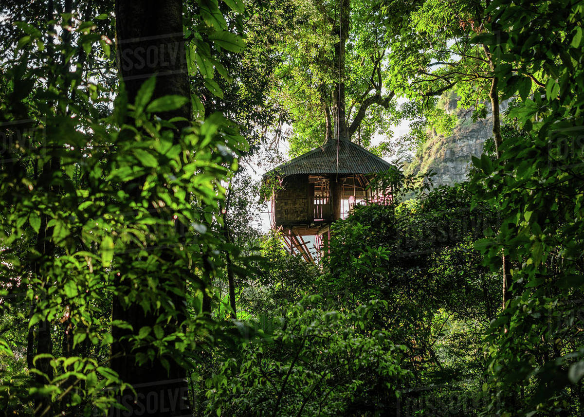 Treehouse, Ban Nongluang National Park, Champassak province, Paksong ...