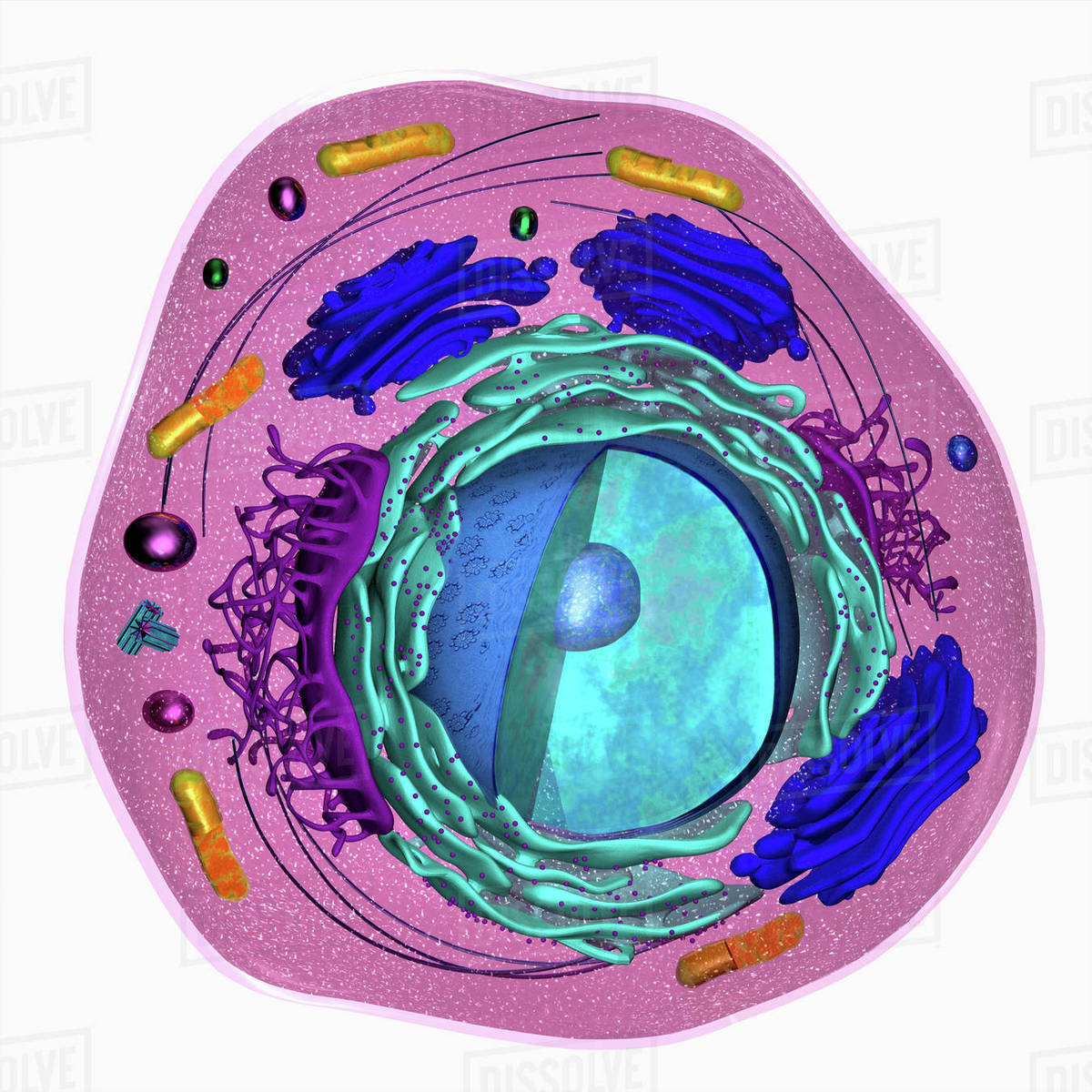 3D model of a eukaryotic cell - Royalty-free Stock Photo | Dissolve