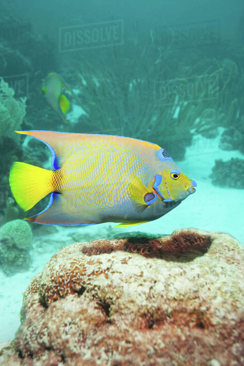 Angelfish swimming at underwater reef - Stock Photo - Dissolve
