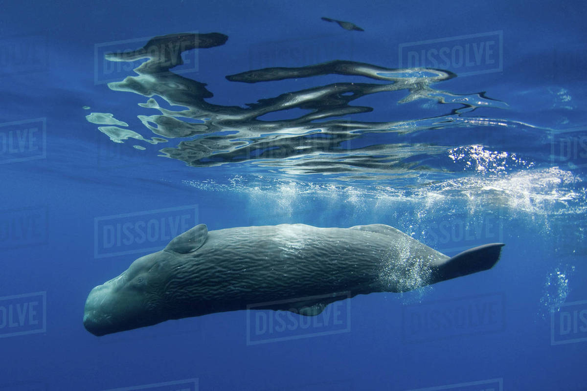 Sperm whale swimming underwater - Royalty-free Stock Photo | Dissolve
