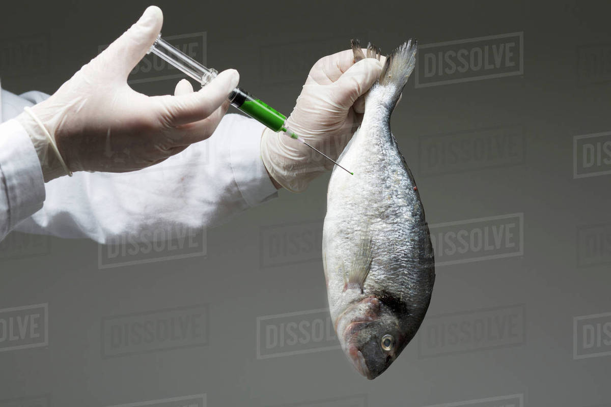 Scientist injecting fish with syringe - Royalty-free Stock Photo | Dissolve