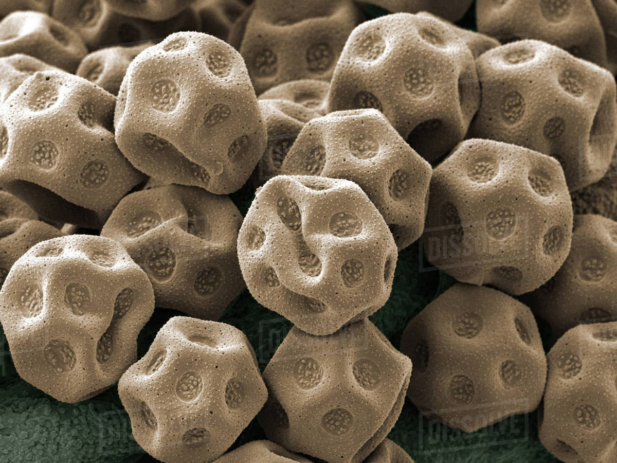 White flower pollen x1000 magnification - Royalty-free Stock Photo ...