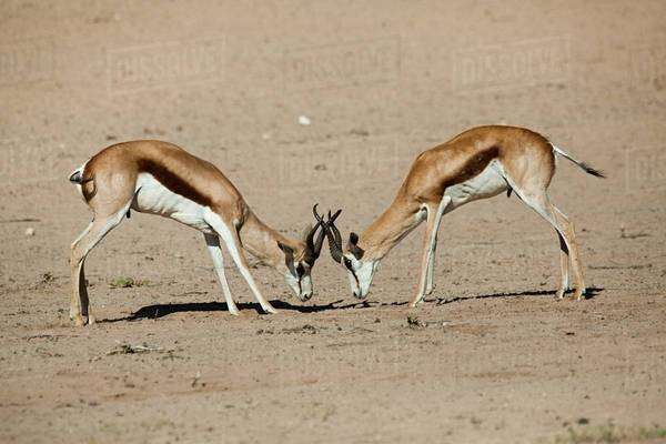 Two springbok fighting - Stock Photo - Dissolve